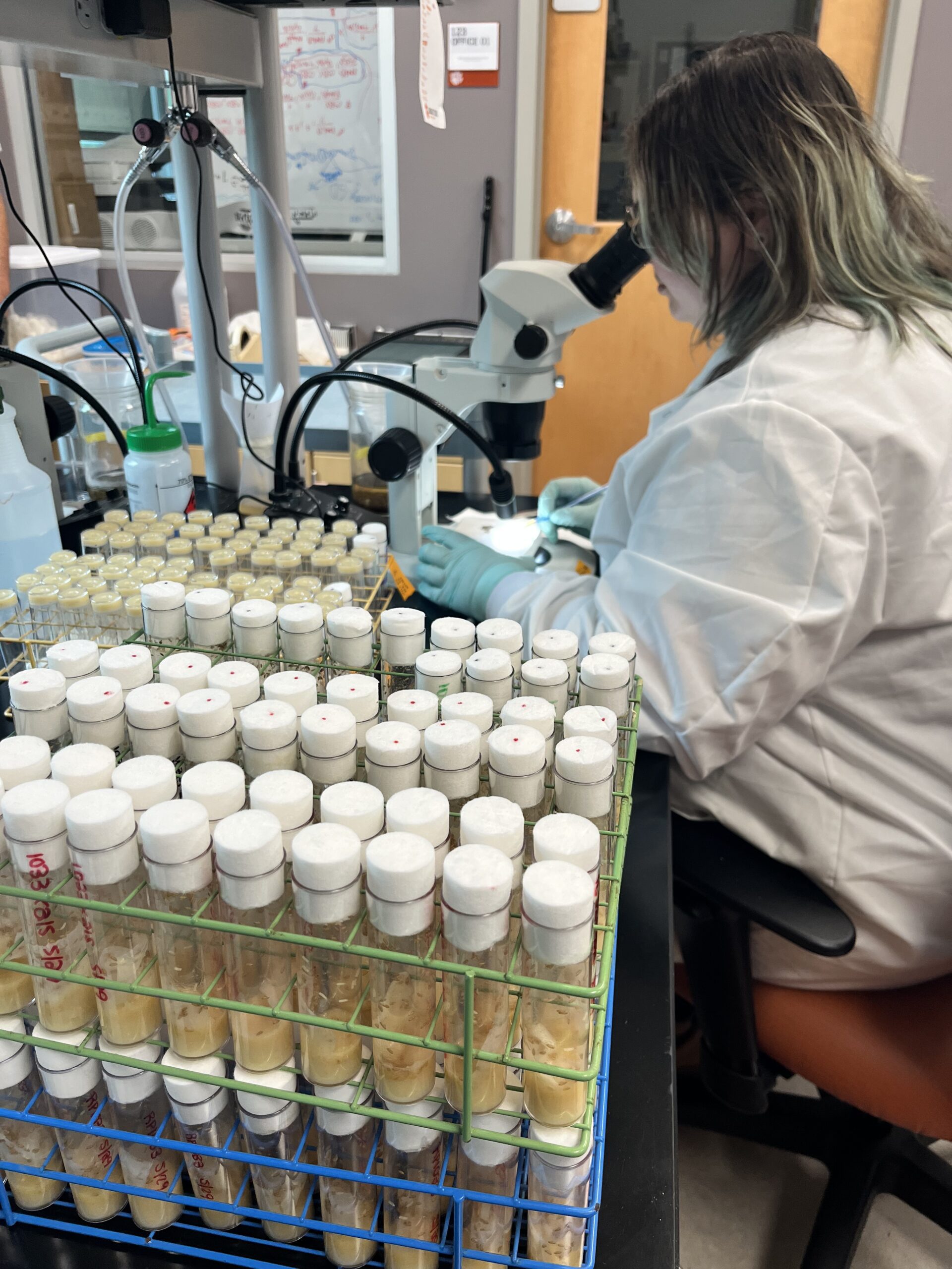 Clemson University Institute for Human Genetics | Through its research ...